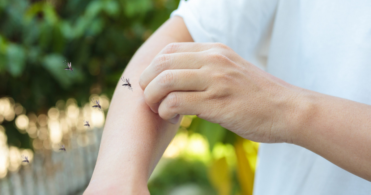 Pojavile se bube "klintonke", evo kako da prepoznate njihov ujed