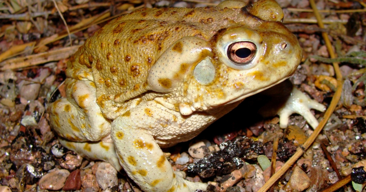 Nemojte lizati otrovne žabe, ali stvarno!