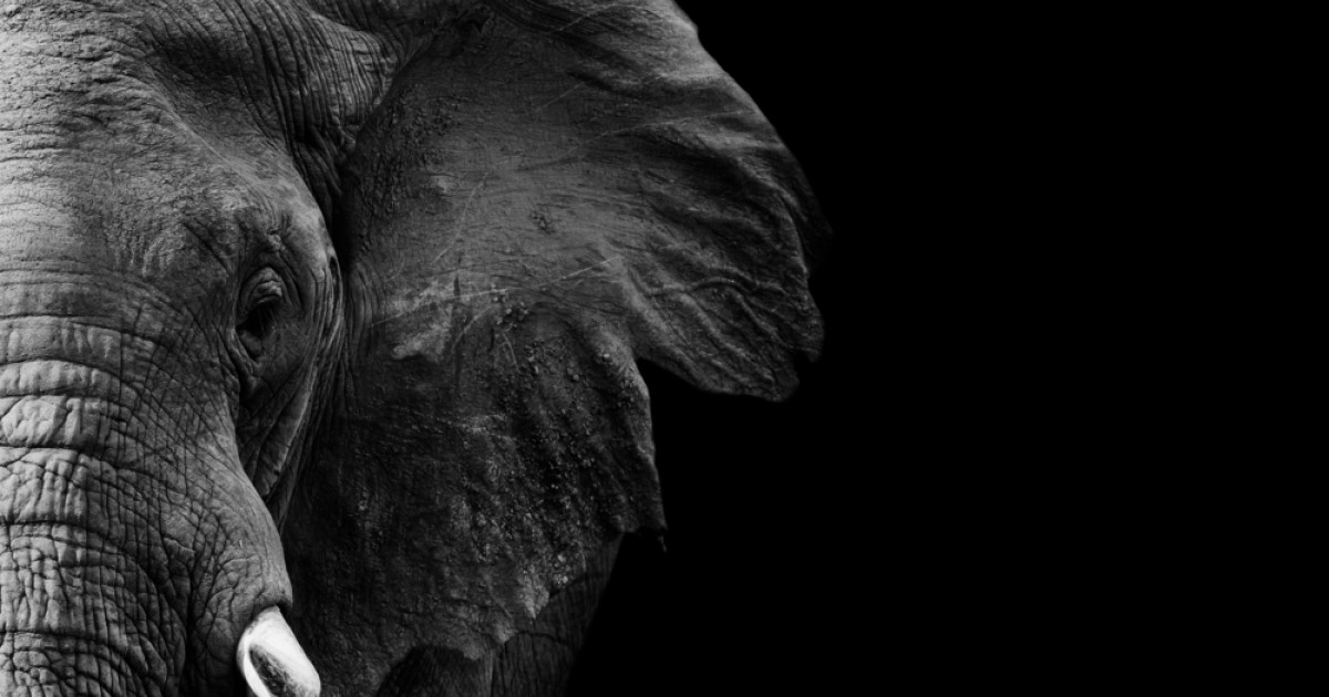 Uginula slonica Tvigi, jedan od najstarijih stanovnika Beo Zoo vrta