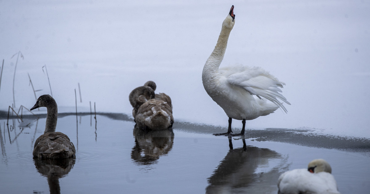 Labudovo jezero, ali zaleđeno (FOTO)