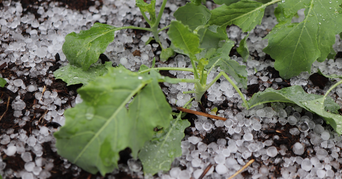 Nevreme u Srbiji: Tukao grad, poplavljene ulice, oštećen kolovoz (FOTO ...